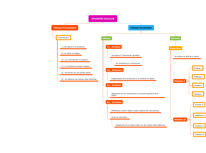DIVISIÓN CELULAR - Carte Mentale